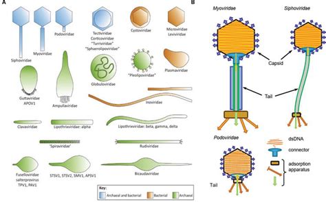Bacteriophages Their Structural Organisation And Function Intechopen