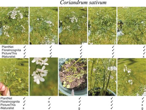 Full Article Application And Pitfalls Of The Use Of Plant Id Apps For