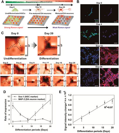 in situ detection of neurotransmitters from stem cell derived neural