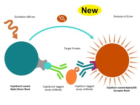 Syk Total Biotin Free Assay Kit Human Tgr Biosciences