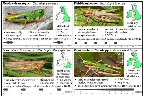 Grasshopper Identification