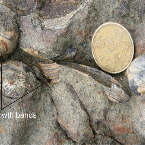 Field Photographs For The Bivalve Fossils From The Upper Part Of The Download Scientific