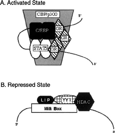 Model For Proteinprotein Interactions Mediating The Chromatin Download Scientific Diagram