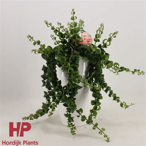 Aeschynanthus Rasta — Plant Wholesale Floraccess