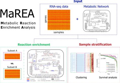 Integration Of Transcriptomic Data And Metabolic Networks In Cancer