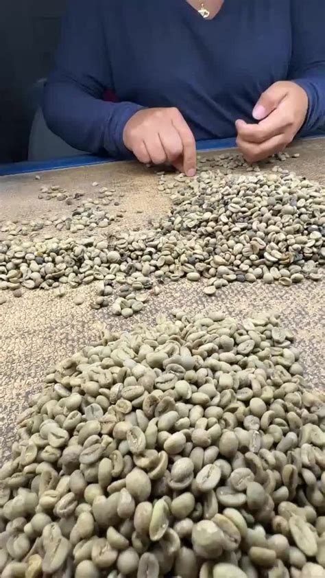 Separating Defects For Ep Grade Coffee In Honduras Actual Speed She