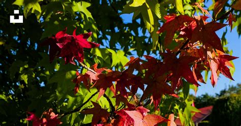정원에 있는 빨간색과 녹색 잎이 있는 나무 사진 Unsplash의 무료 잎 이미지