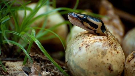 Get Started With The Free Threaded Build Of Python 313 Infoworld