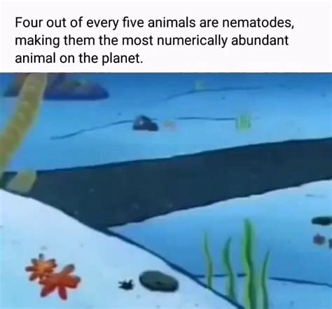 Nematodes Are Oddly Relatable R Spongebob