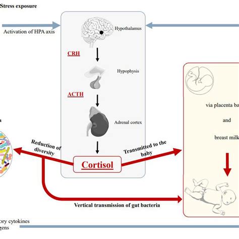 Schematic Representation Of The Relationship Between The HPA Download Scientific Diagram