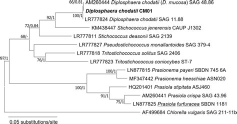 maximum likelihood tree based on rbcl gene sequences of investigated