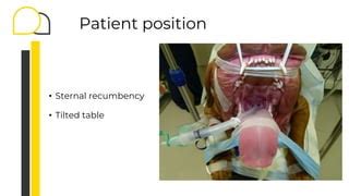 Know How To Brachycephalic Obstructive Airway Syndrome Boas