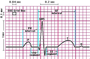 Fear And Greed Is Human Nature Belajar Mudah Membaca Hasil EKG Untuk Perawat 1