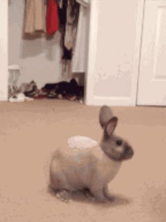  De Saut De Lapin Images De Saut Lapin Téléchargement Gratuit
