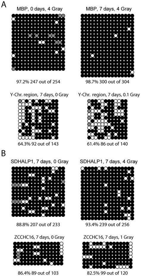 Bisulfite Sequencing The Figure Shows The Result Of The Bisulfite Download Scientific Diagram