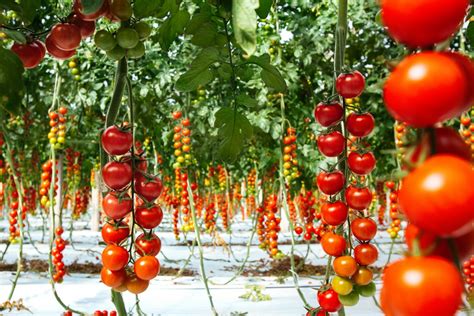 A Closer Look At The Us Side Of The Tomato Suspension Agreement