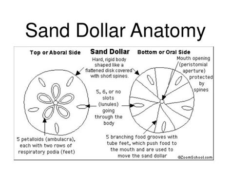 Sand Dollar Anatomy Diagram