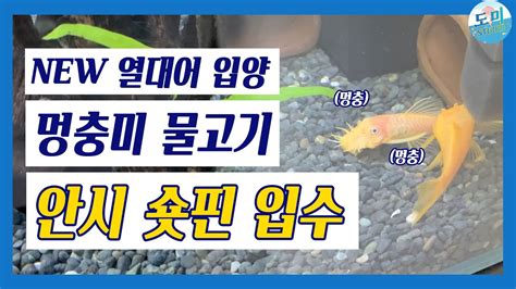 안시 숏핀 키우기 New 열대어 멍충미 발산 안시 숏핀 입수물맞댐온도맞댐 안시안시숏핀구피소드테일체리새우축양장어항소개어종소개열대어키우기 Youtube