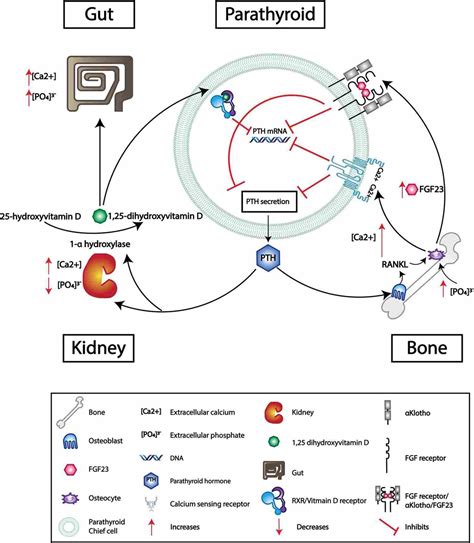 The Diagnostic Blueprint For Primary Hyperparathyroidism From Abnormal