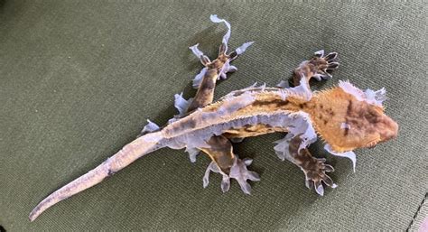 Crested Gecko Shedding All You Need To Know