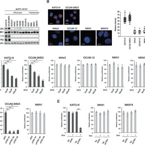 Identification Of Fgfr2 Binding Phospho Target Proteins In Dgc Cell