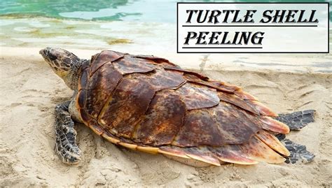 Turtle Shell Removed