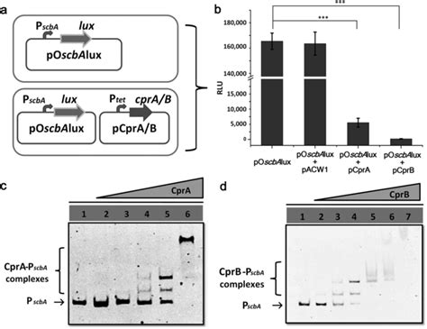 Identification Of The Selected Repressors Of Pscba A Schematic