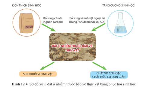 Dựa Vào Hình 125 Mô Tả Các Bước Xử Lí ô Nhiễm Nước Bằng Phục Hồi Sinh Học