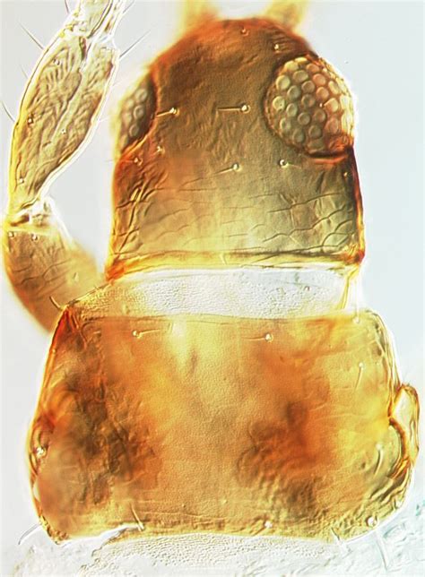 Factsheet Physemothrips Chrysodermus