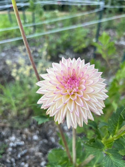 Valley Porcupine Micro Flower Farm