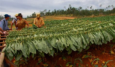 The Life Death And Rebirth Of Cubas Most Historic Tobacco