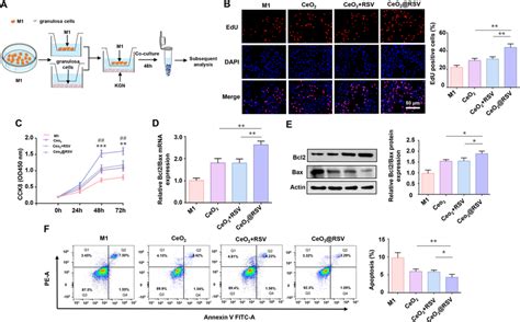 ceo2 rsv induced macrophage polarization promotes proliferation and