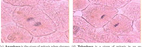 Figure 1 1 From Automated Mitosis Detection In Color And Multi Spectral High Content Images In