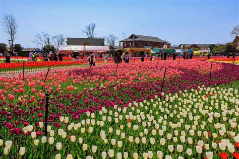 Мөнхийн хаврын хотод нэг сая алтанзул цэцэг дэлбээлжээ Монгол 央视网