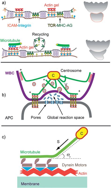 Physics Of Cell Adhesion Some Lessons From Cell Mimetic Systems Soft Matter Rsc Publishing