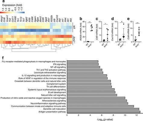 RNAseq In WAT From 14 Month Old WT And Aim Mice RNAseq Was Download Scientific Diagram