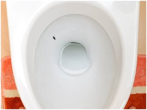 Toilet Urinal Target Of Bee Know Why Bee Are Printed On Urinals Read