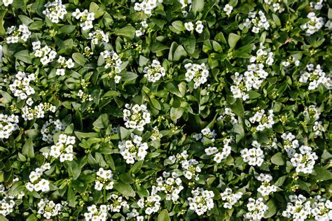 How To Grow And Care For Sweet Alyssum