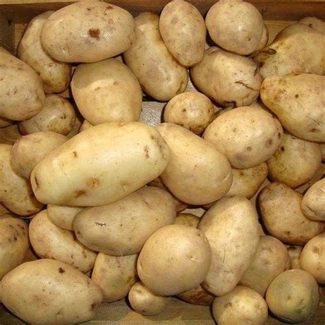 New Fruit Segmentaton Instance Segmentation Model By Work Space