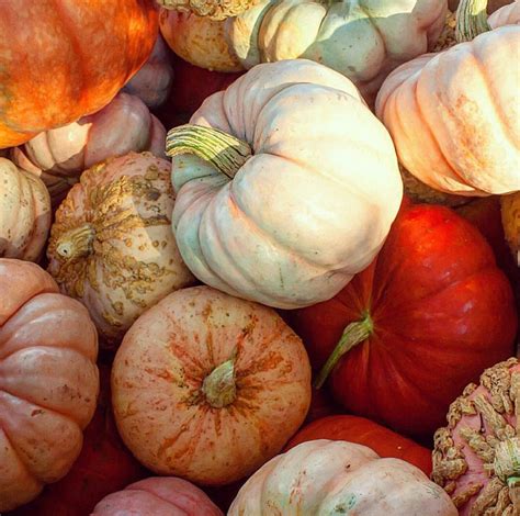 A Guide To All The Different Types Of Pumpkins Artofit