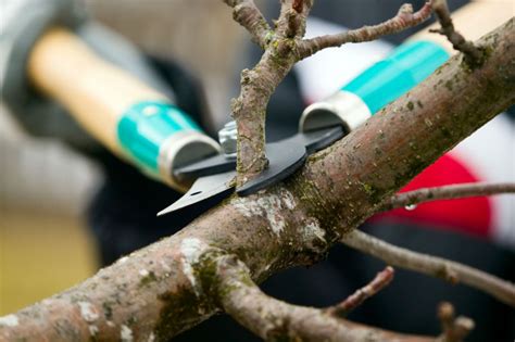 Tree And Shrub Pruning What The Best Way To Do It