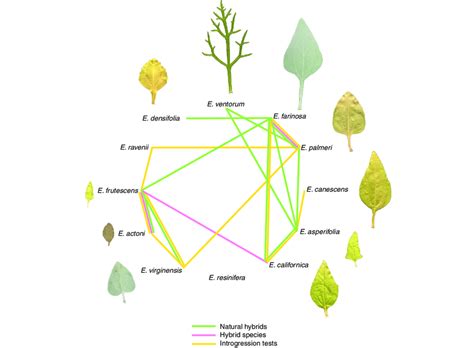 Hybridization And Introgression In Encelia Based On Data From Naturally Download Scientific