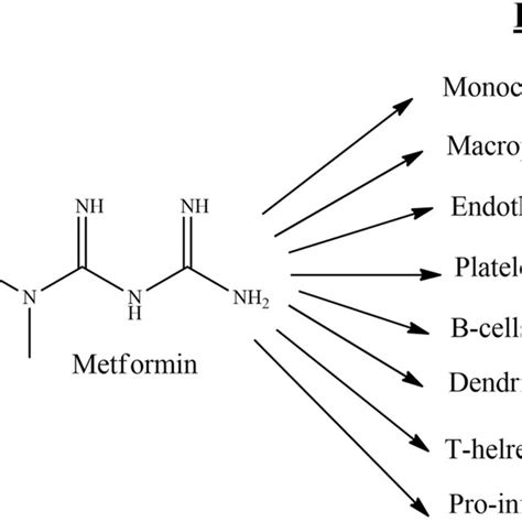 Immune Modulatory Neural And Endothelial Protective Effects Of Metformin Download Scientific