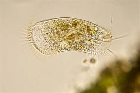 Protists Under Microscope