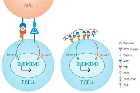 Potency Testing Of Tcr T Cell Therapies Immudex