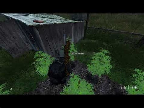 Dayz 1 07 Cannabis Growing And More Live Youtube