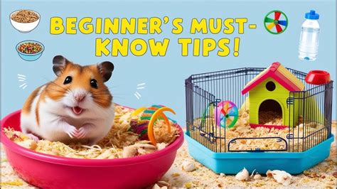 “beginners Must Know Hamster Care Tips For A Happy Pet 🐹💖” Youtube