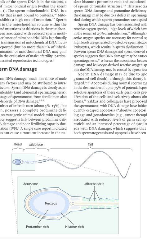 The Human Sperm The Sperm Head Contains The Nucleus Dna And Proteins