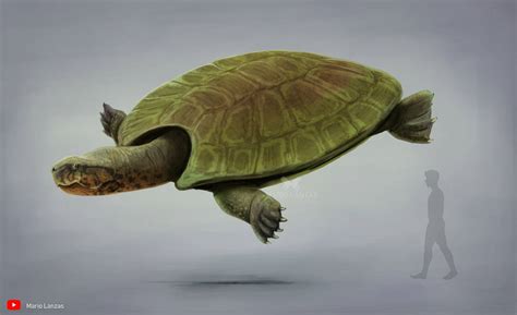 Stupendemys By Mariolanzas On Deviantart