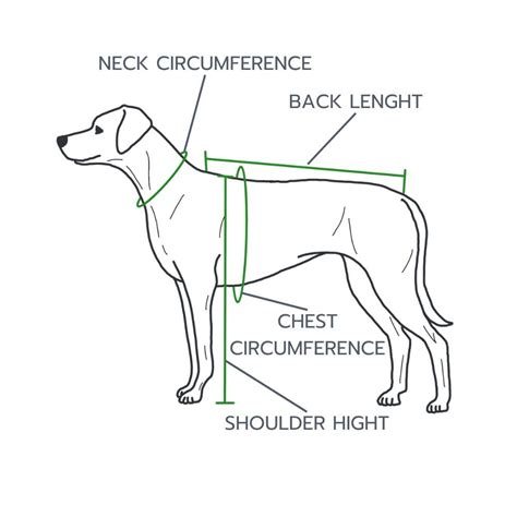 Size Chart For Different Dog Breeds Take A Look Tarigs
